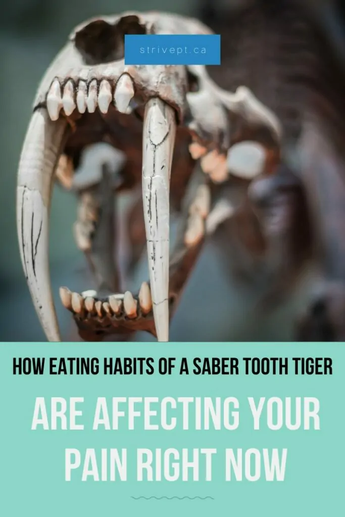 Saber Tooth Tigers & Pain | Kitchener & Waterloo Insights